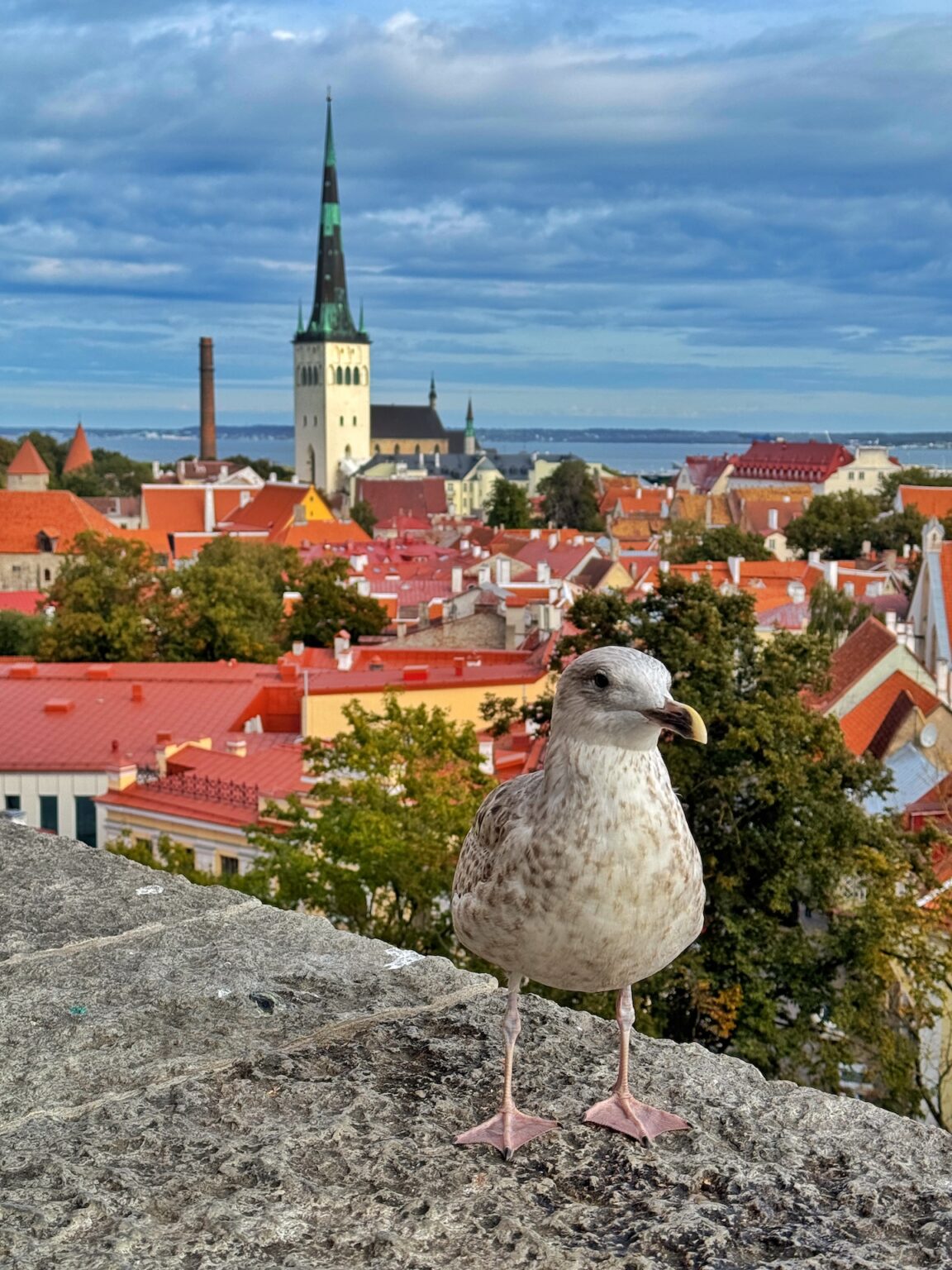 Top things to see and do in Tallinn, Estonia - Roam with Rakhee